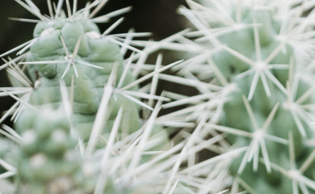 5 Reasons Latinxs Should Visit Phoenix in the Spring - HipLatina