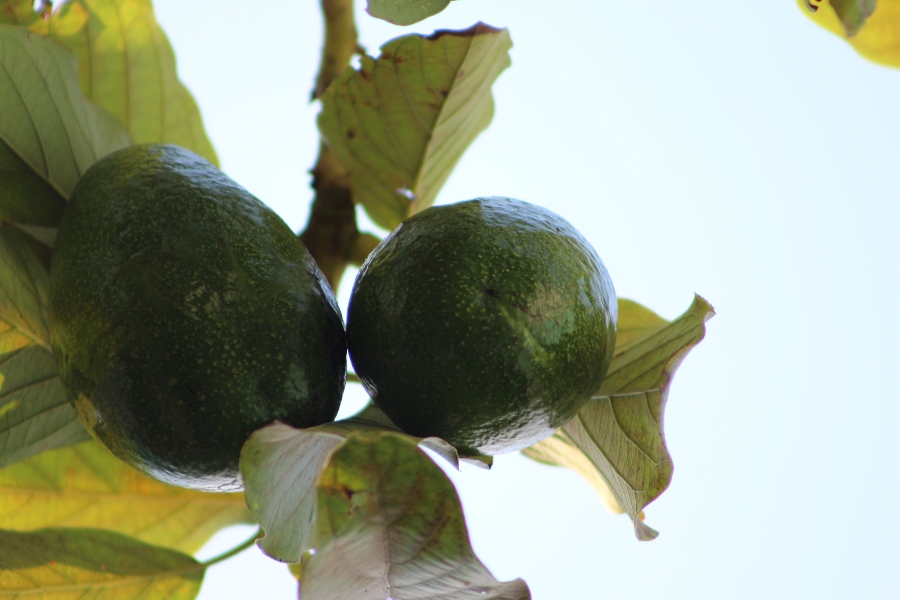 The Indigenous History of Avocados in Latin America Plus Avocado-Based ...