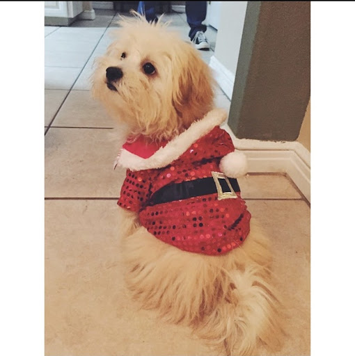 8 Signs You’re a Latino Dog Parent - HipLatina