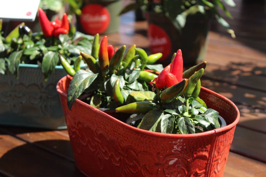 9 of the Spiciest Peppers Found Throughout Latin America - HipLatina