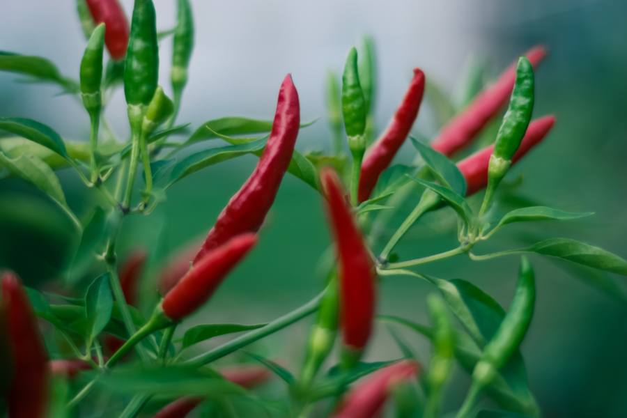 9 of the Spiciest Peppers Found Throughout Latin America - HipLatina